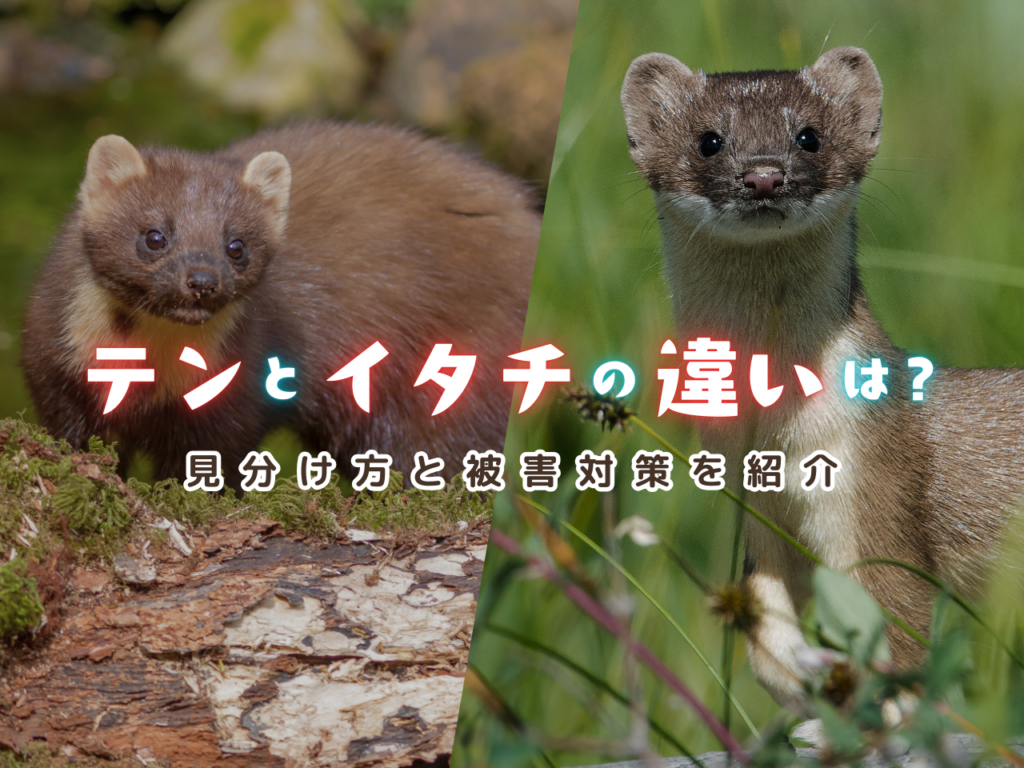 テンとイタチの違いは？どちらも害獣？見分け方と被害対策を紹介 あぐり家・農機具買取コラム